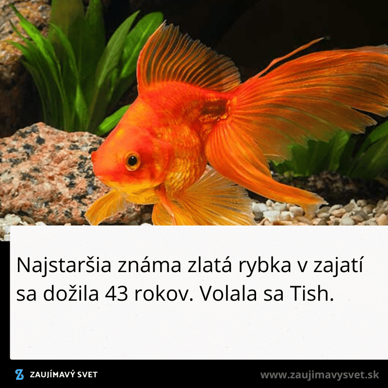 Zopár zaujímavosti ku káve, ktoré ti zaručene rozšíria obzory #736 ...