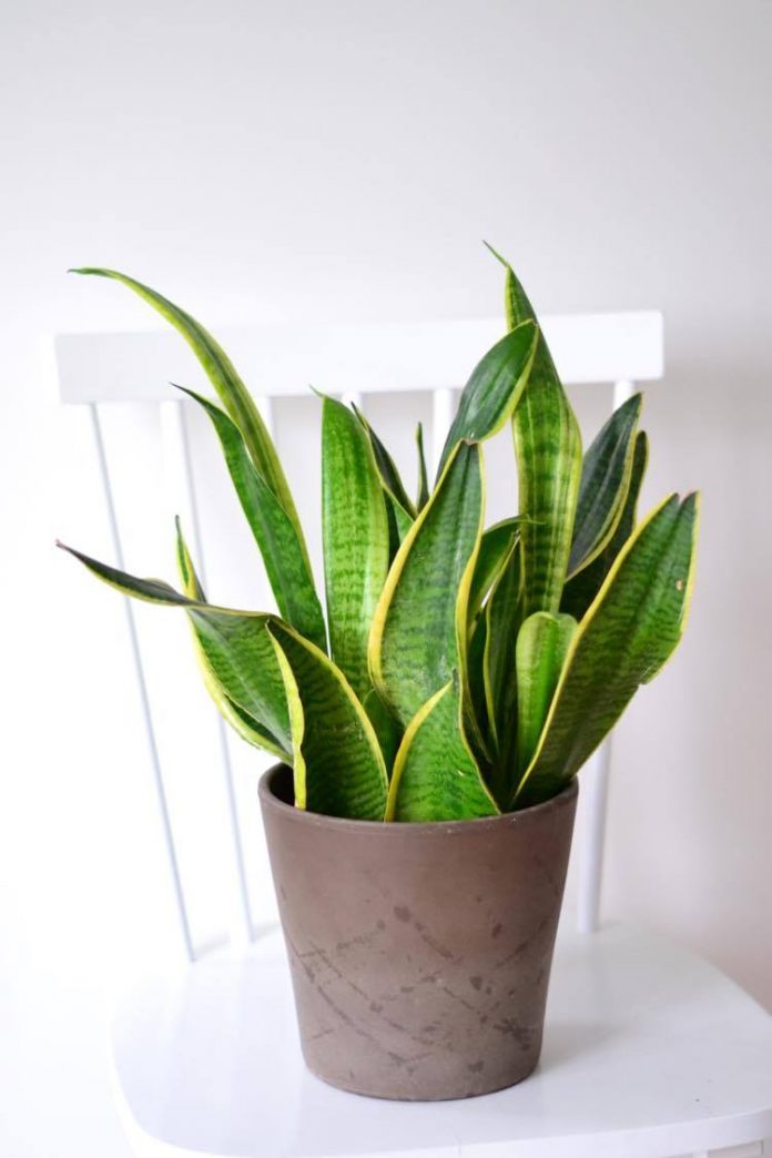 Ako si vypestovať svokrine jazyky a aká starostlivosť vás čaká?