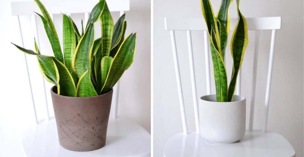 Ako si vypestovať svokrine jazyky a aká starostlivosť vás čaká?