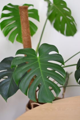 Monstera ako pestovať- starostlivosť, množenie a choroby