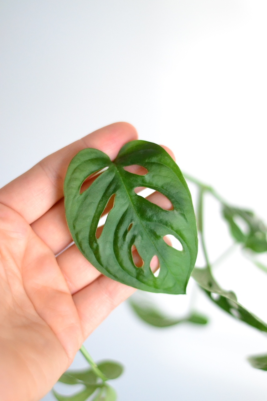 Monstera ako pestovať- starostlivosť, množenie a choroby