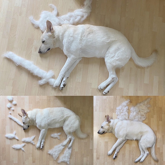 12 situácií, kedy si zvieratá pravdepodobne povedali, že ľudia sú divní ...