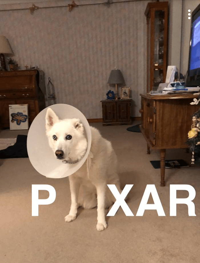 12 situácií, kedy si zvieratá pravdepodobne povedali, že ľudia sú divní ...