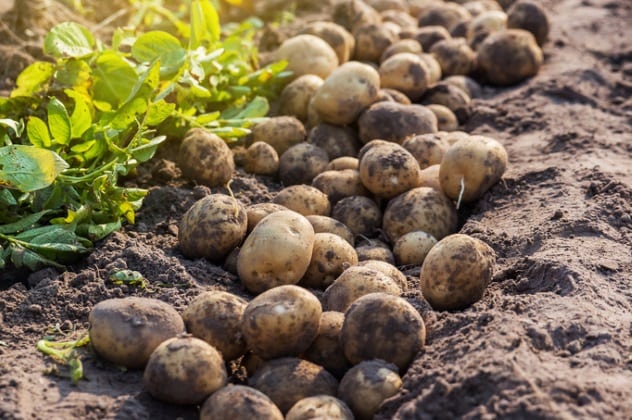 9 vecí, ktoré ste o ríši Inkov nevedeli