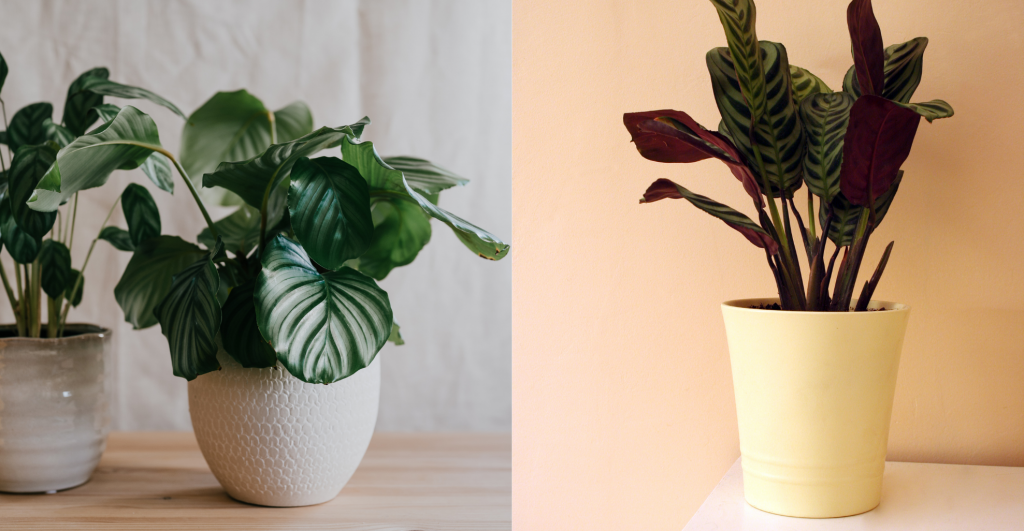 Kalatea - Ako si ju vypestovať, starať sa o ňu a čo by ste mali vedieť ...