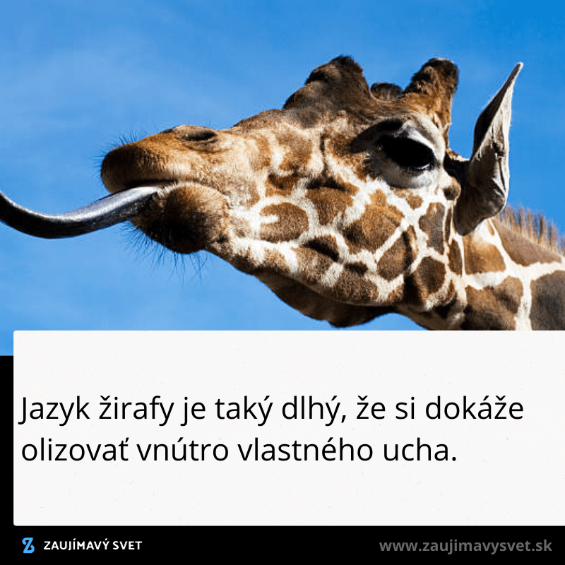 Aký dlhý jazyk ma žirafa a čo nás môže upokojiť, keď čelíme stresovej ...