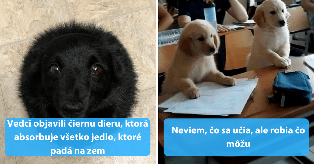Týchto 16 fotografií psov je tak roztomilých a zároveň vtipných, že vám ...