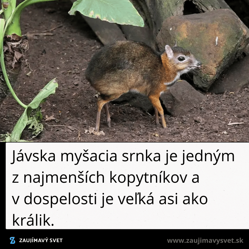 Zaujímavosti ku káve, ktoré ti zaručene rozšíria obzory #1376 ...