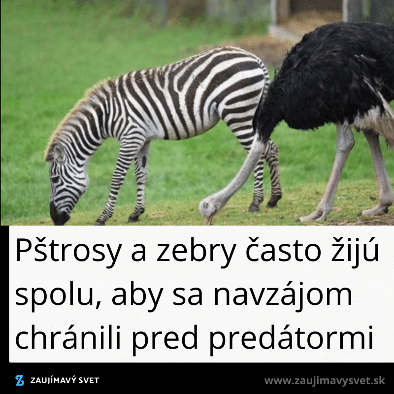 Zaujímavosti ku káve, ktoré ti zaručene rozšíria obzory #1376 ...