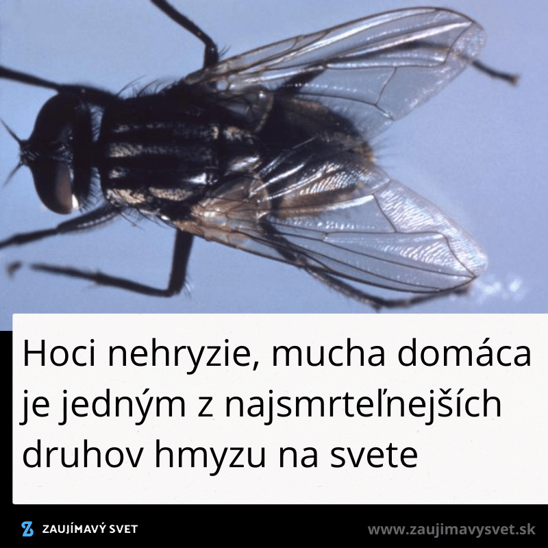 Zaujímavosti ku káve, ktoré ti zaručene rozšíria obzory #1376 ...