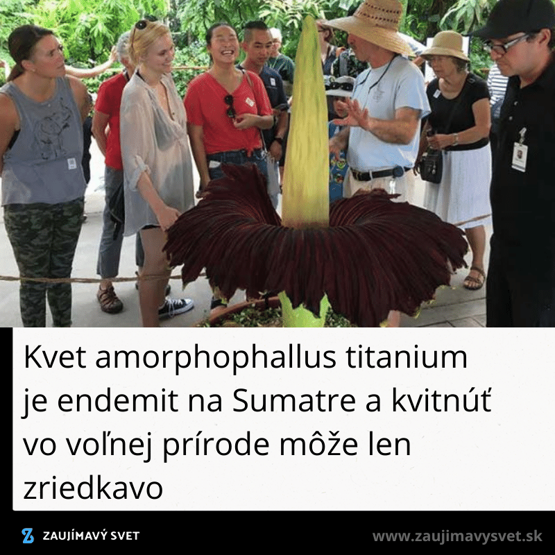 Ako vyzerá a čím sa vyznačuje najväčší kvet na svete a prečo ho miestni ...