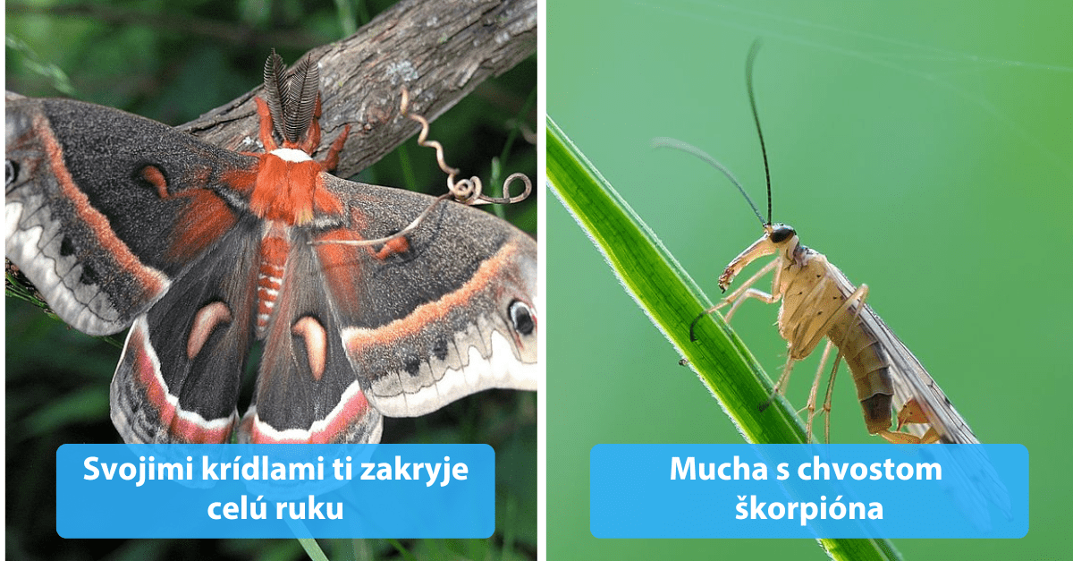 8 fotografií zvláštneho hmyzu, ktoré neuvidíš len tak každý deň