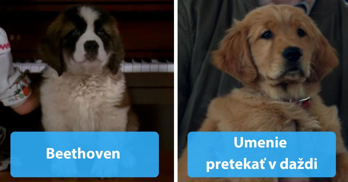 Filmy o psoch - 11, ktoré musí bezpodmienečne vidieť každý milovník psov