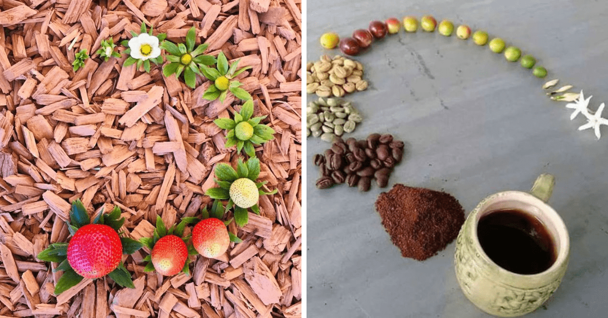 12 fotografií, ktoré zobrazujú životný cyklus rôznych rastlín a plodov