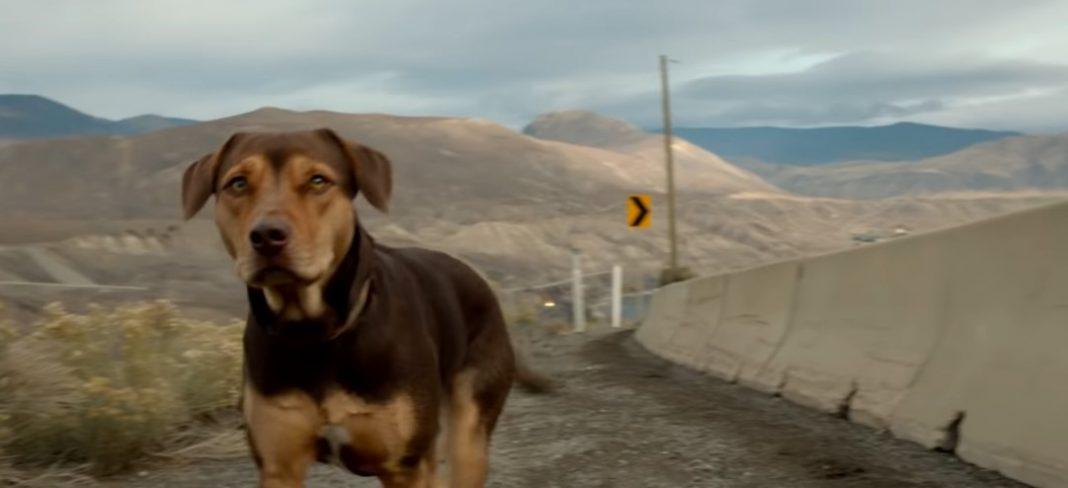 Filmy o psoch - 11, ktoré musí bezpodmienečne vidieť každý milovník psov