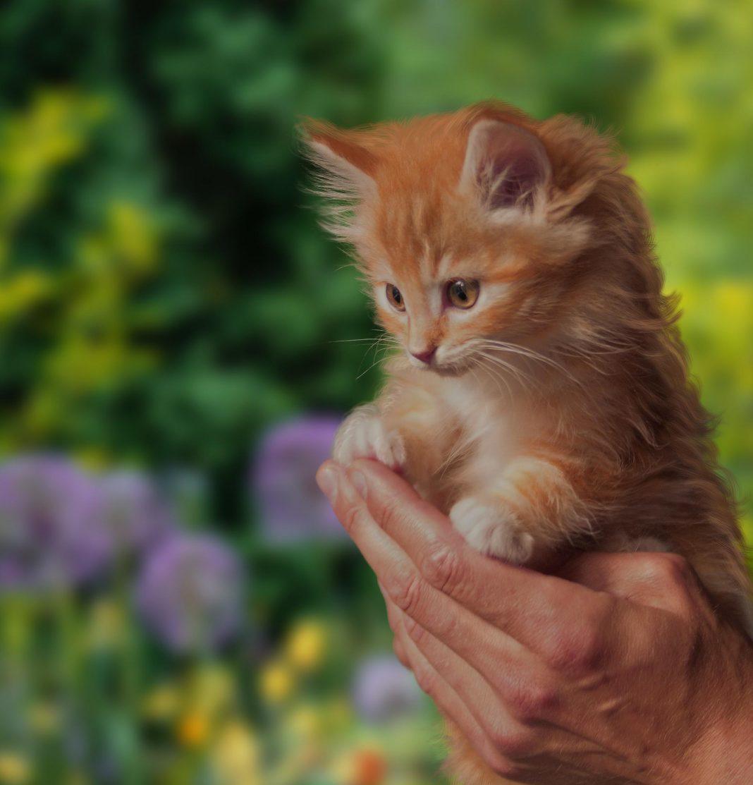 14 zábavných faktov o mačkách, o ktorých si doteraz nemal ani potuchy