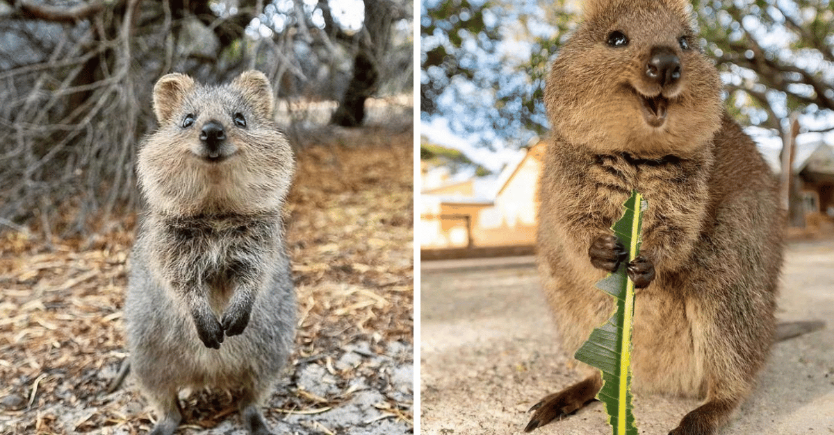 Rozkošná kengurka je najšťastnejšie zviera na planéte a tieto fotky to ...