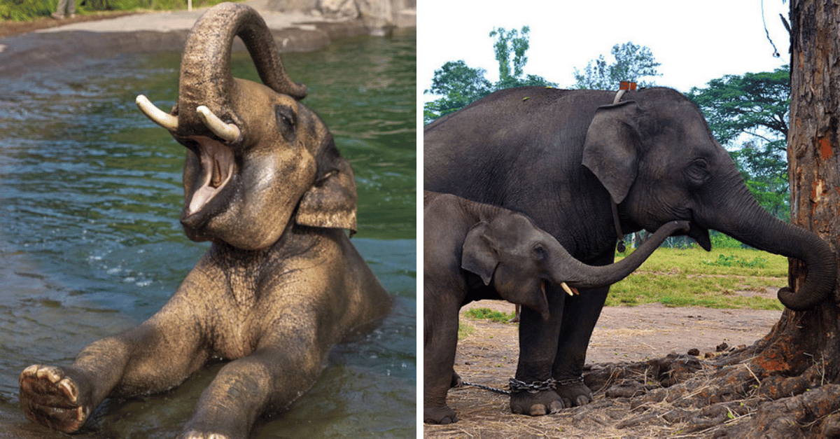 Slony a ich superschopnosti: Podľa nových štúdií dokážu bojovať s ...