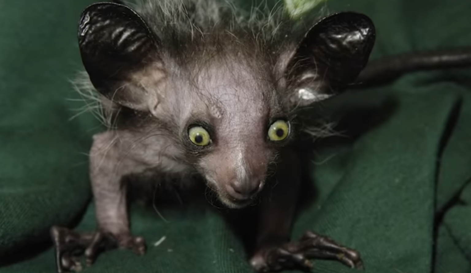 Top 5 neobvyklých zvierat na svete, o ktorých si ešte nepočul