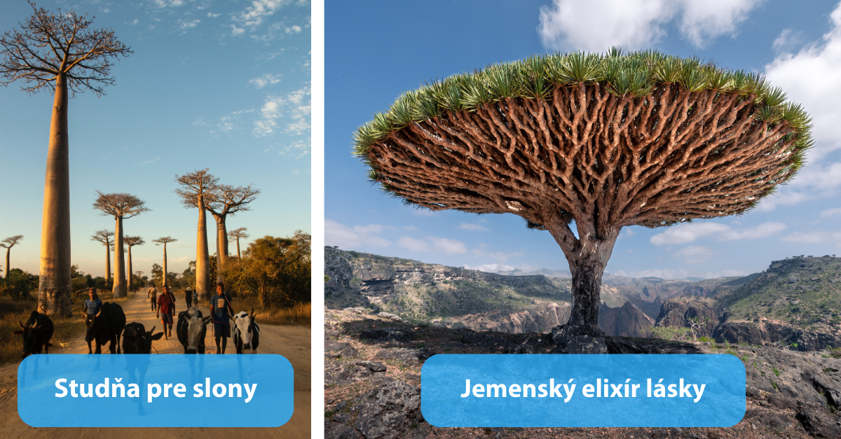 Neobyčajné druhy stromov, aké rastú na planéte Zem