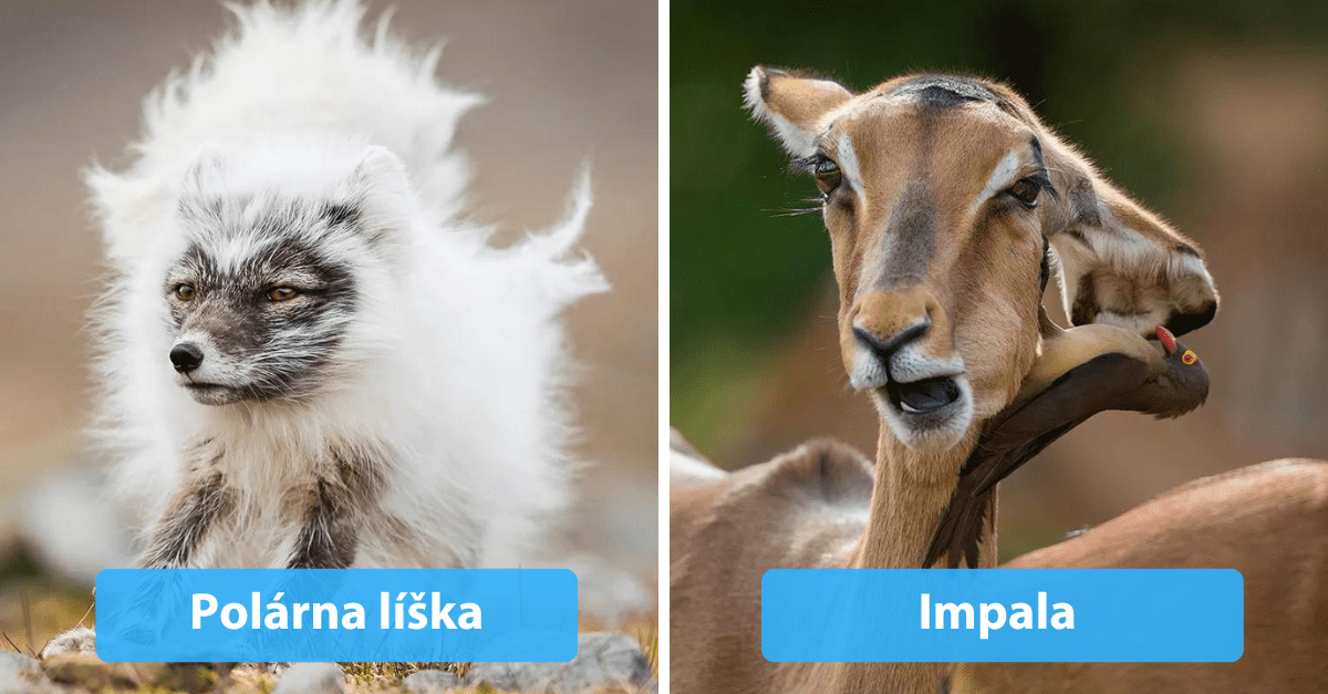 Očarujúce fotografie divokej zveri od savany až po polárny kruh