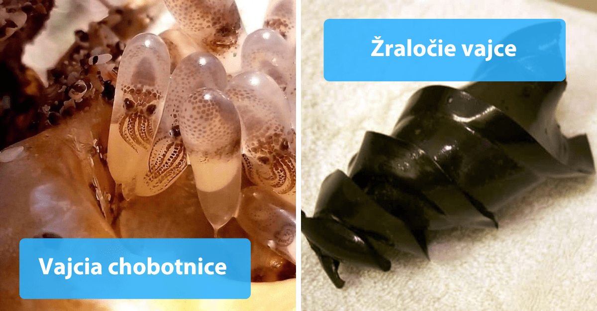 Obrázky vajec zo zvieracej ríše, ktoré vás svojím originálnym vzhľadom ...