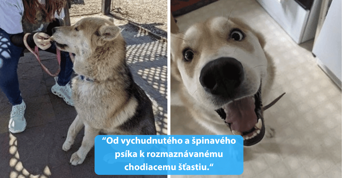 14 silných fotografií adoptovaných psíkov, ktoré vo vás rozpútajú ...