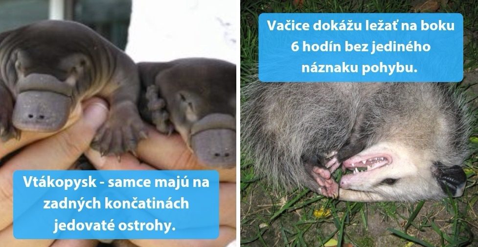 Každé zviera má vyvinutý špecifický obranný mechanizmus, no pri ...