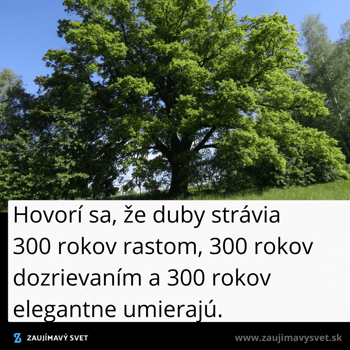 Zaujímavosti ku káve, ktoré ti zaručene rozšíria obzory #1720 ...