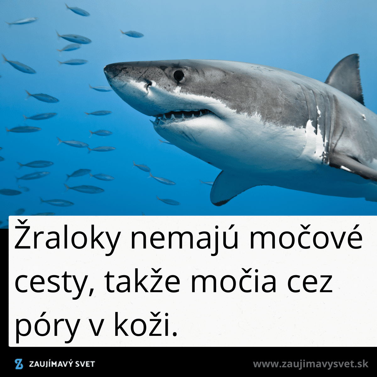 Zaujímavosti ku káve, ktoré ti zaručene rozšíria obzory #1720 ...