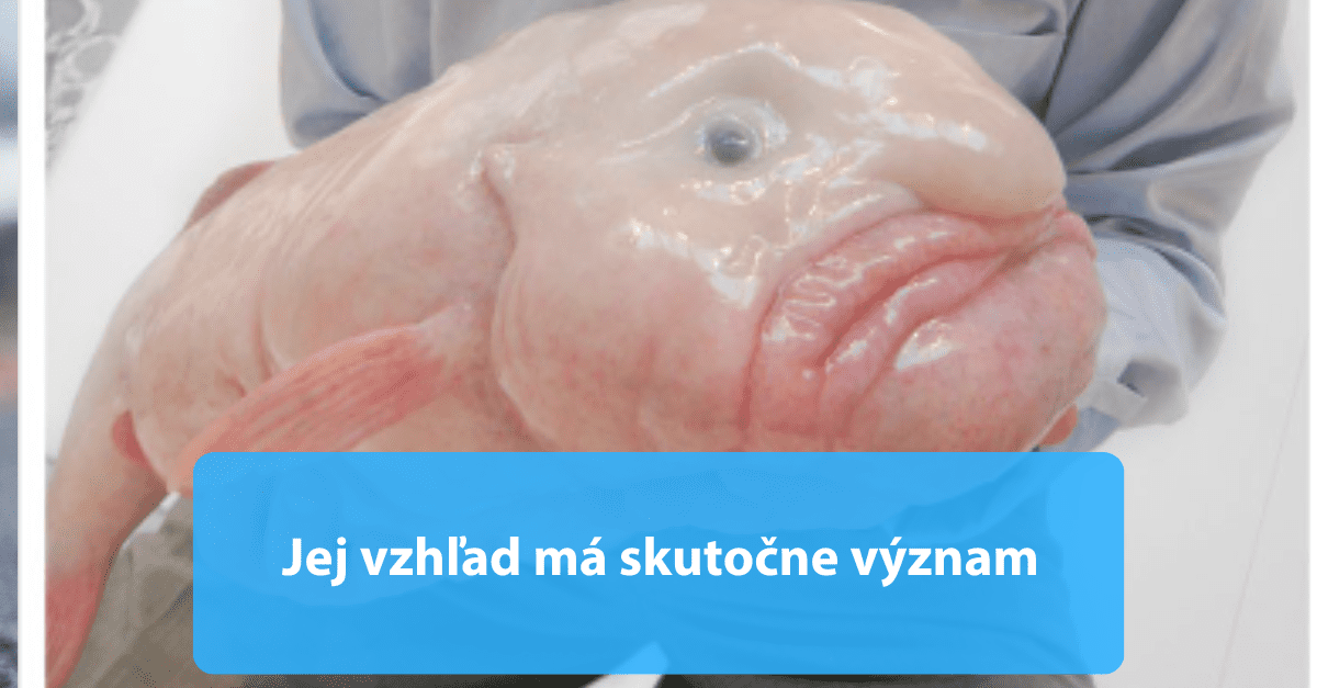 Počul si už o Blobfish? Táto ryba je najškaredšia na svete