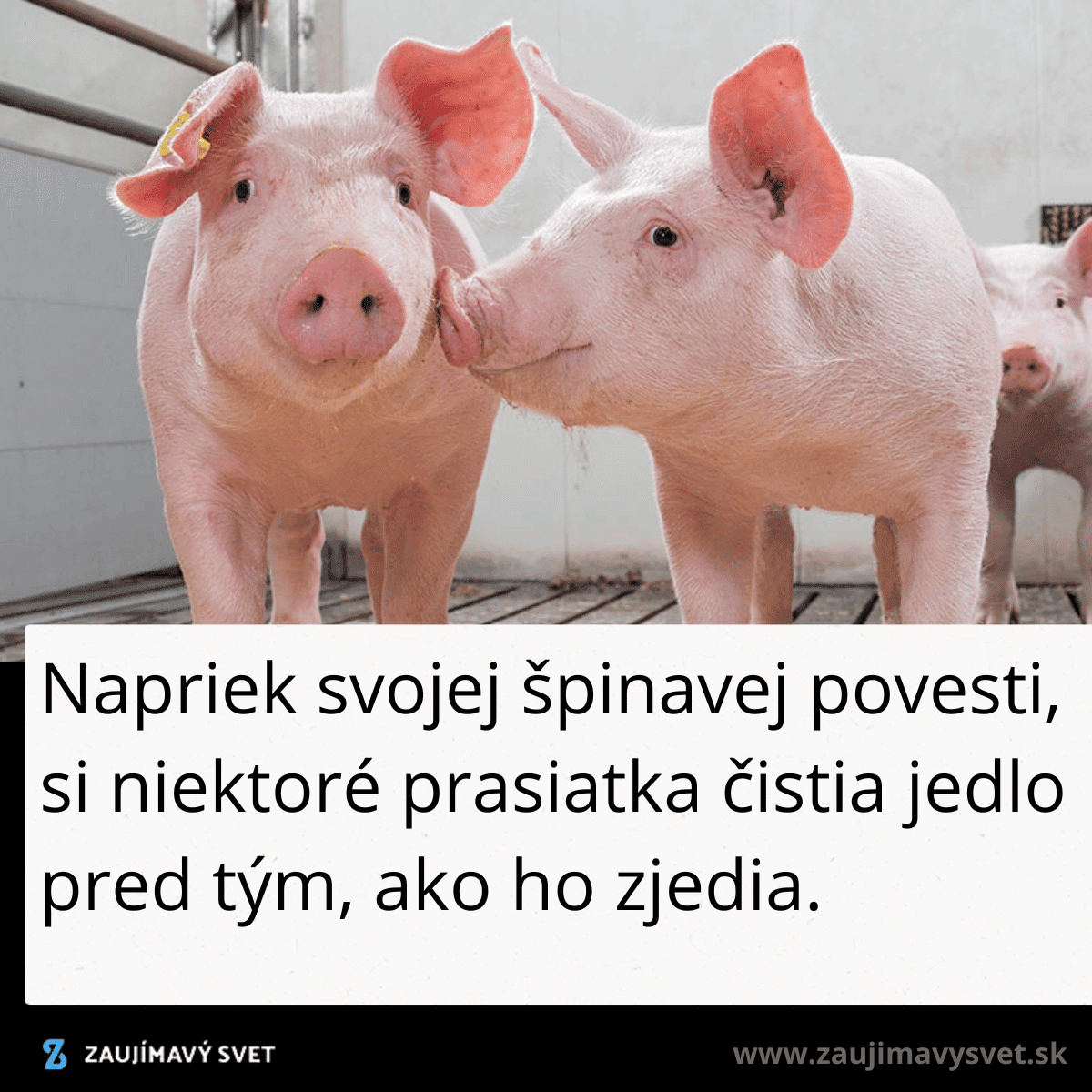 Zaujímavosti ku káve, ktoré ti zaručene rozšíria obzory #1744 - prvý ...