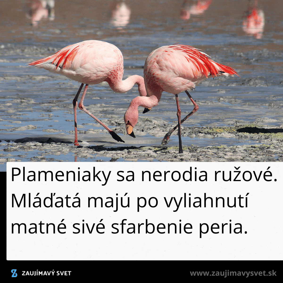 Zaujímavosti ku káve, ktoré ti zaručene rozšíria obzory #1749 - Mona ...