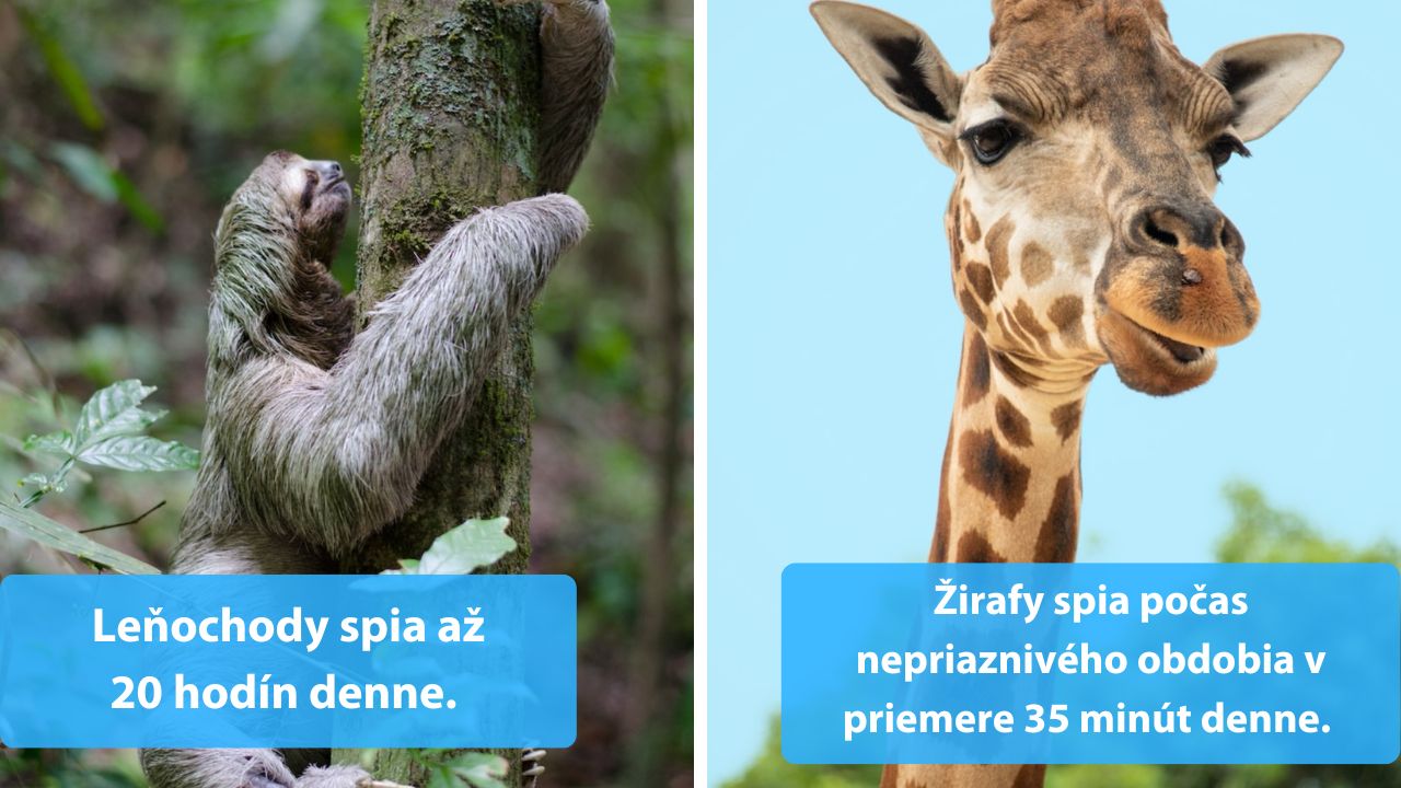 Spánok len 35 minút za celý deň, ohromujúce fakty o spánku rôznych ...
