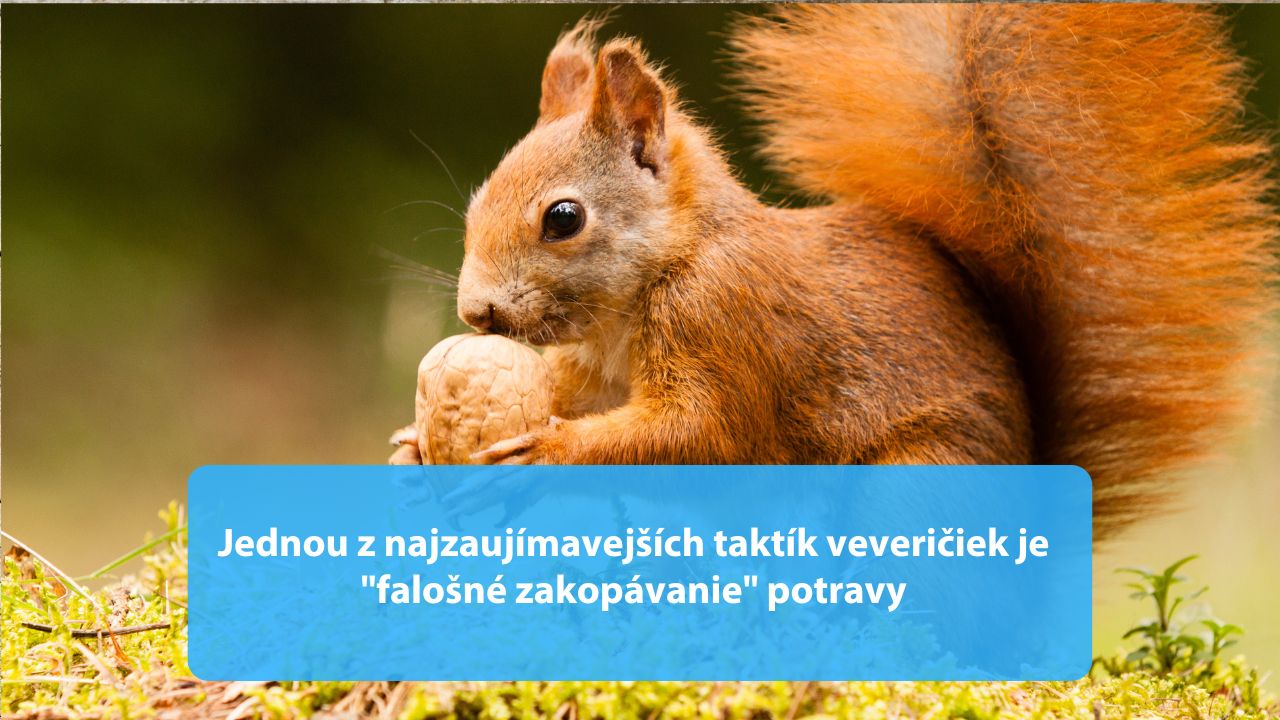 Myslíte si, že poznáte veveričky? 5 zaujímavostí a faktov, ktoré o ...
