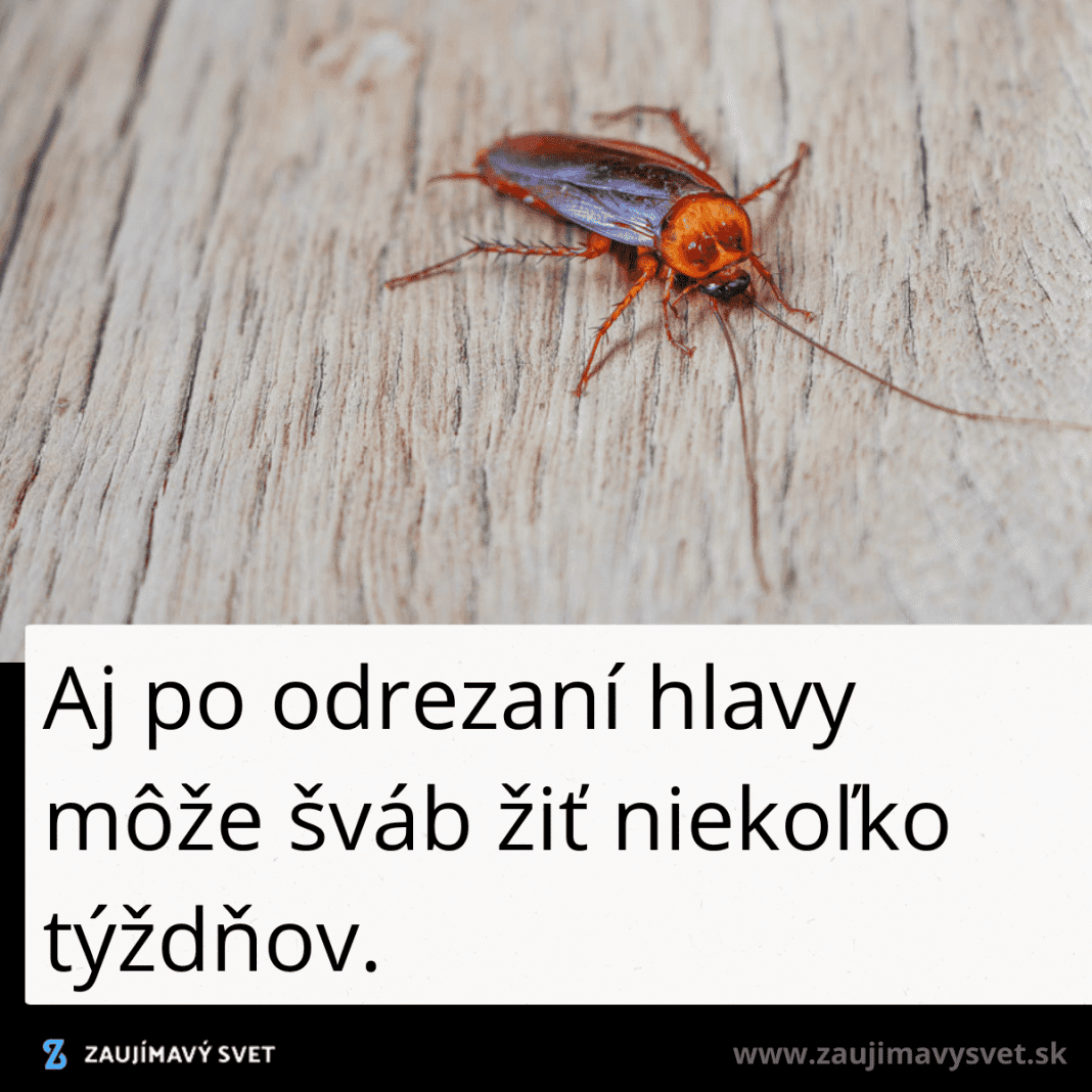 Zaujímavosti ku káve, ktoré ti zaručene rozšíria obzory #1776 - ako ...