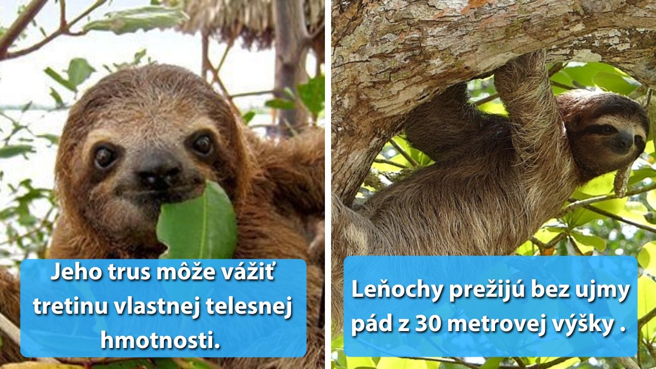 Leňoch trojprstý - fascinujúce fakty o tomto obľúbenom a rozkošnom tvorovi.