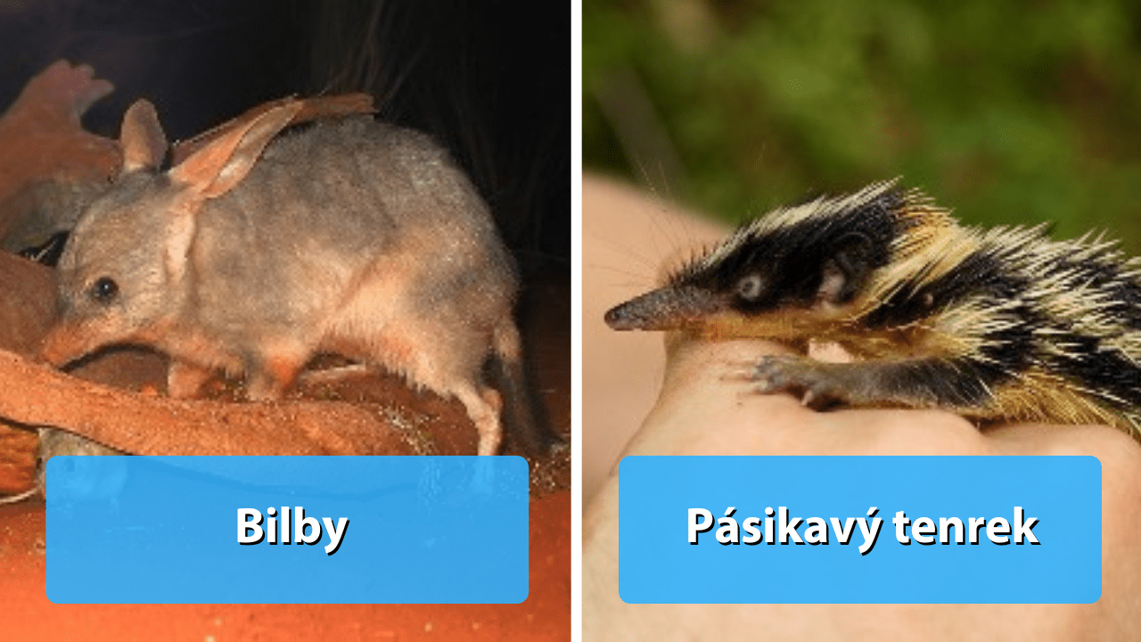 Top 5 roztomilých zvierat, ktoré pravdepodobne nepoznáte