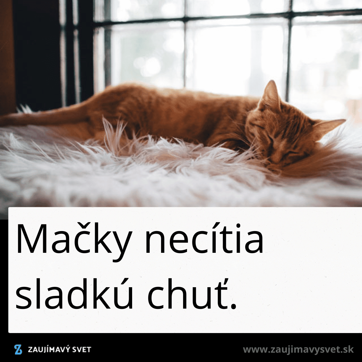 Zaujímavosti ku káve, ktoré ti zaručene rozšíria obzory #1810 ...