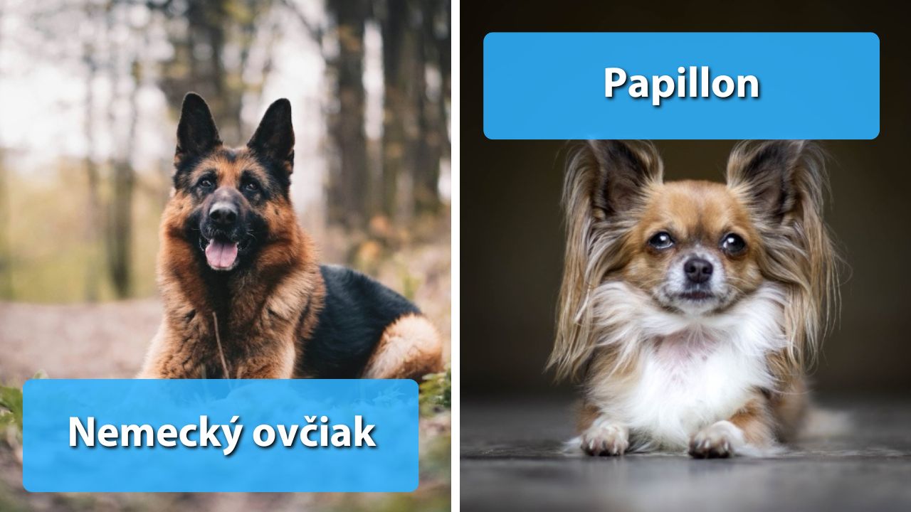 Plemená psov, ktoré vynikajú svojou učenlivosťou. Ich využitie je ...