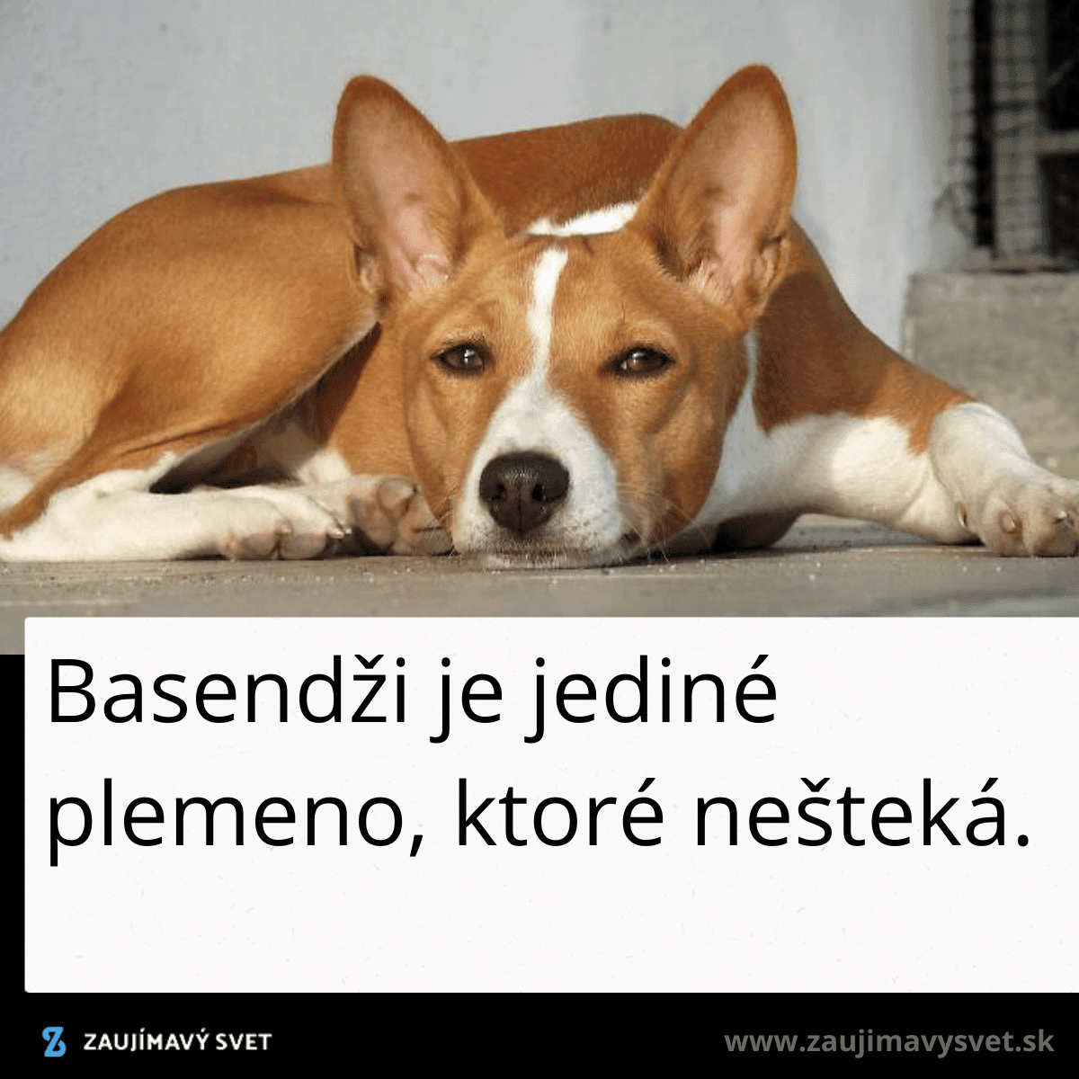 Výber faktov: Toto je jediné plemeno psa, ktoré nešteká a najmenšie ...