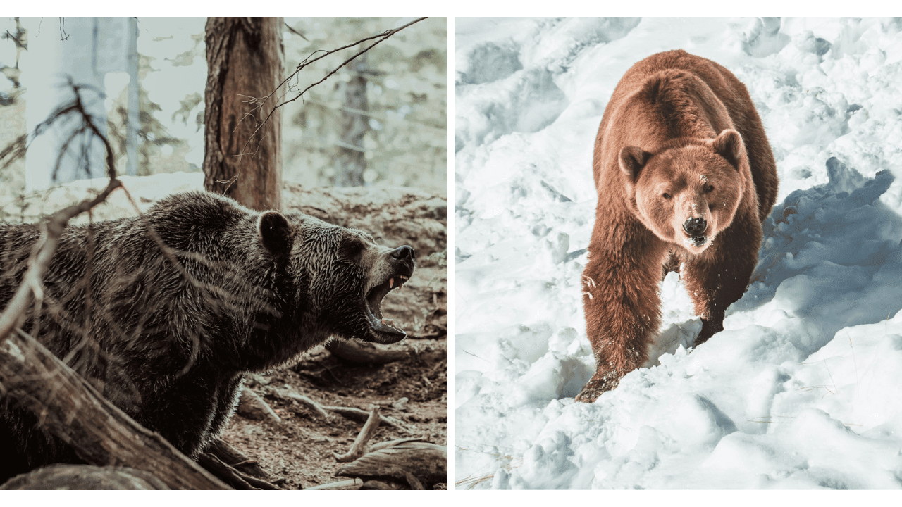 5 užitočných tipov, ako prežiť stretnutie s medveďom
