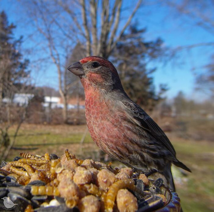 Ako jedna žena prostredníctvom kamery na kŕmidle dokumentuje tajný ...