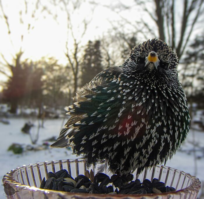 Ako jedna žena prostredníctvom kamery na kŕmidle dokumentuje tajný ...