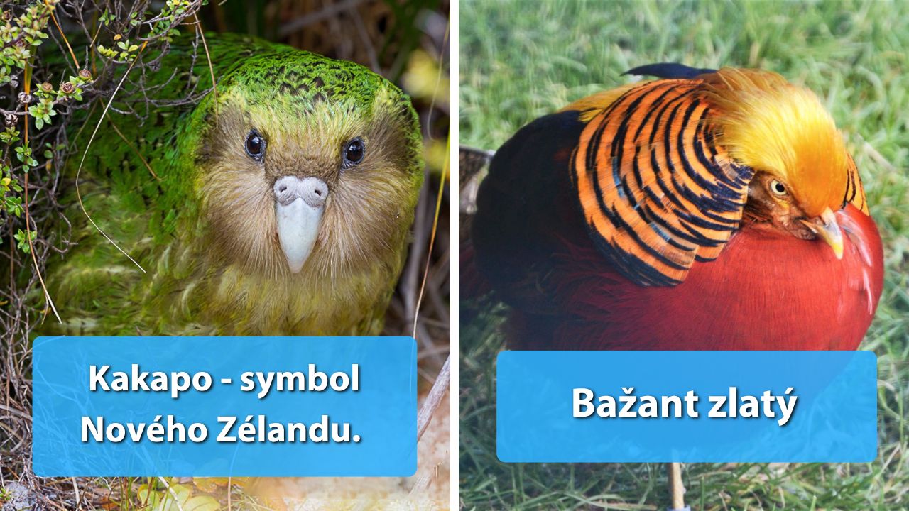 Vtáky, ktoré pútajú pozornosť svojou krásou či jedinečnými vlastnosťami ...