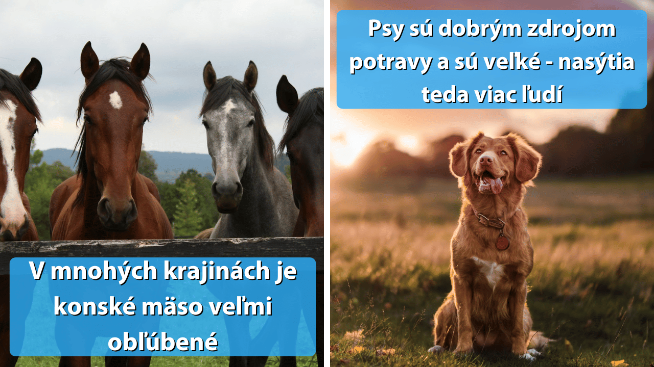 10 zvierat, o ktorých by ste neverili, že ich ľudia jedia