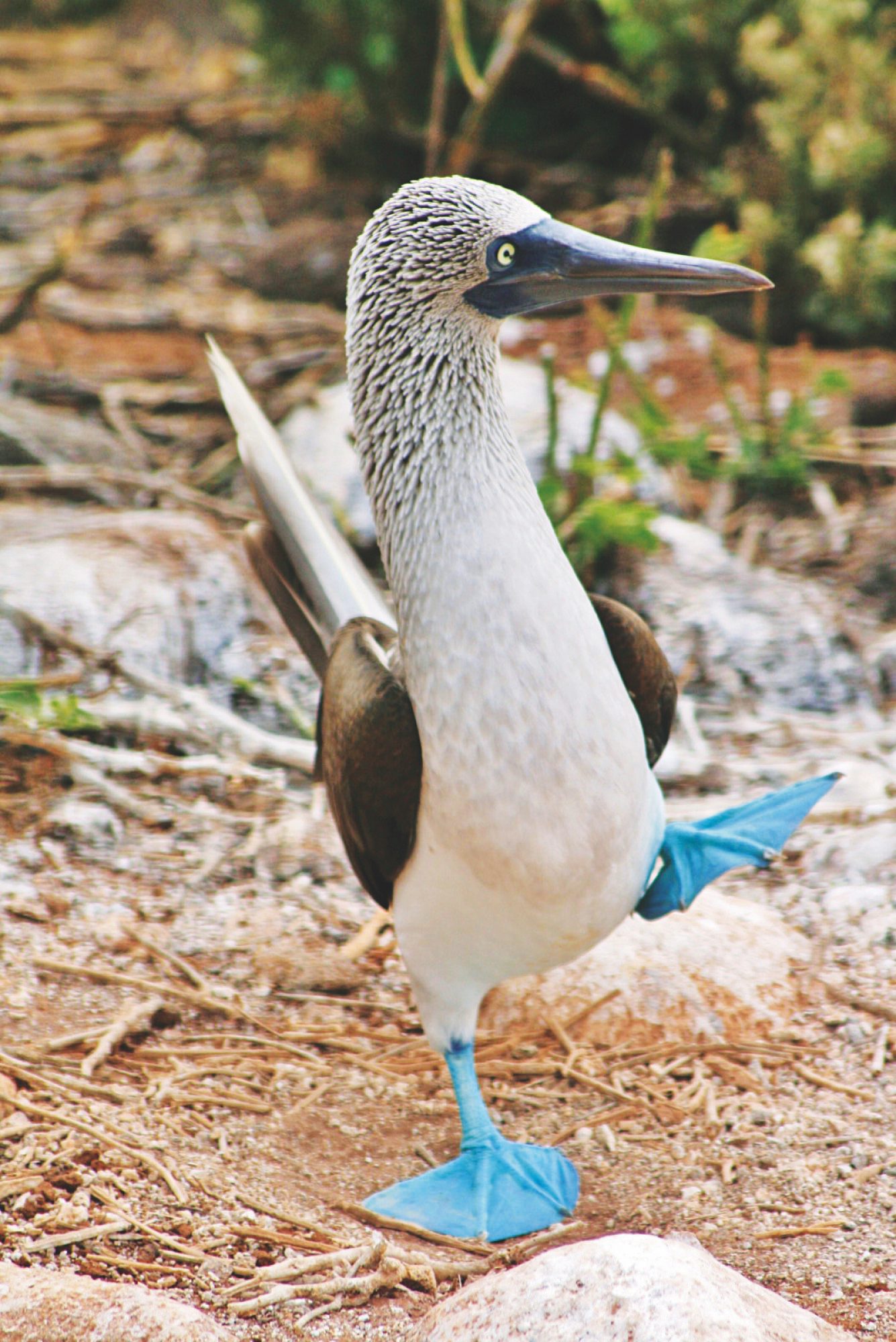 Vtáky, ktoré pútajú pozornosť svojou krásou či jedinečnými vlastnosťami ...