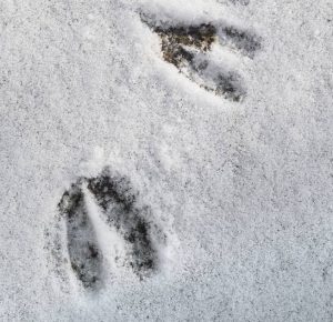 Dnes sme si pre vás pripravili kvíz zameraný na zvieratá. Odpovedať ...