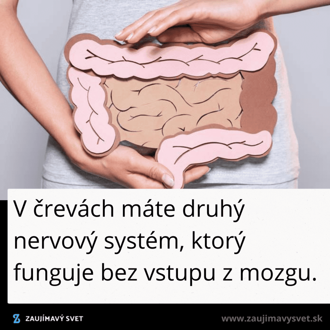 Náhodné zaujímavosti: prečo majú zubári v ordináciách akvária a čo nám ...