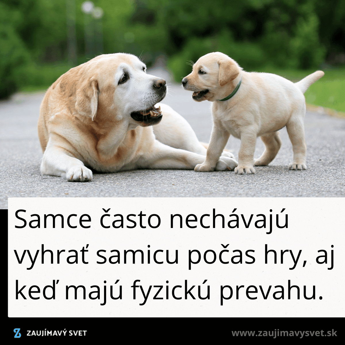 Náhodné zaujímavosti: muž, ktorý používa golfové jamky ako toaletu a ...